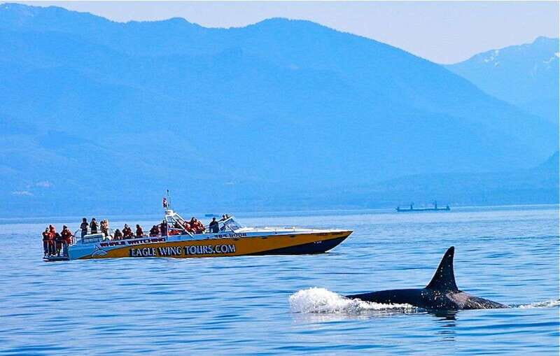 Victoria: Morning Whale-Watching Tour in Scarab Boat - Who’s This Tour Best For?