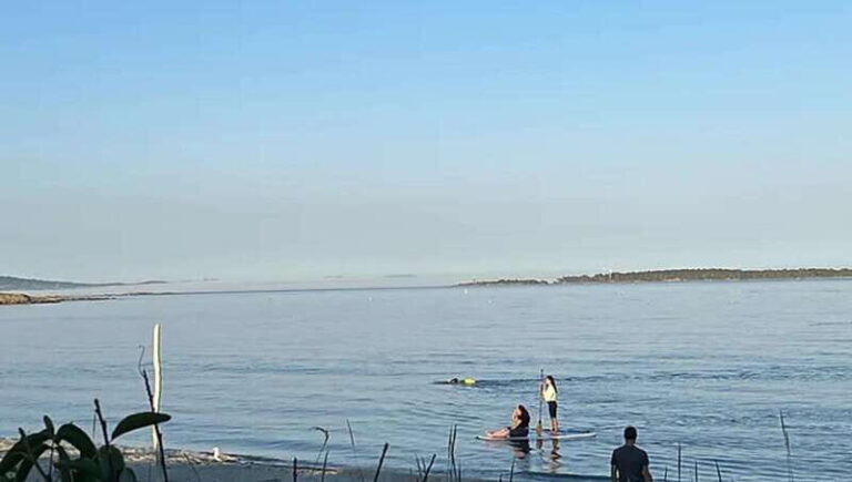 Victoria: Paddle Board Tour at Willows Beach - Why This Tour Will Suit You