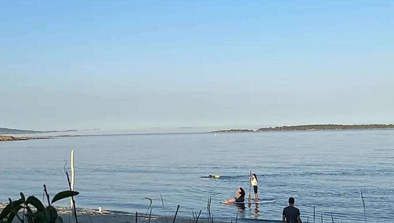 Victoria: Paddle Board Tour at Willows Beach - Why This Tour Will Suit You