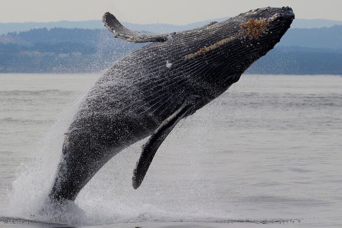Victoria Shore Excursion: Whale-Watching Cruise with Expert Naturalist Guides - Pricing and Value Analysis