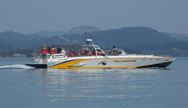 Victoria: Sunset Whale Watching Tour on an Open Scarab Boat - The Boat and the Experience