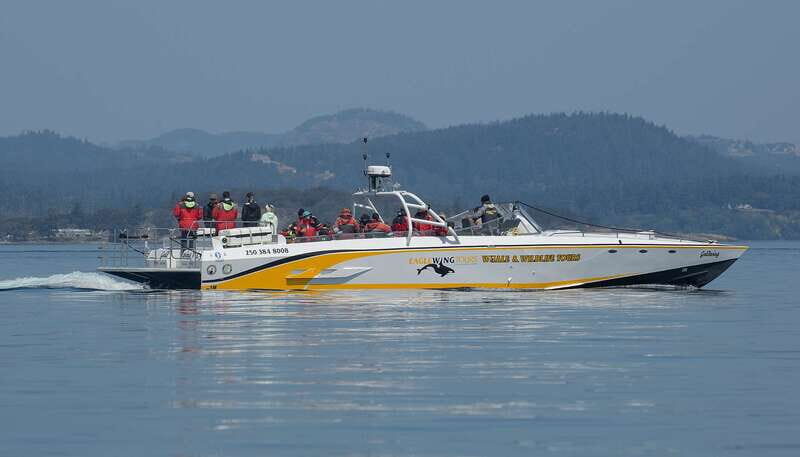 Victoria: Sunset Whale Watching Tour on an Open Scarab Boat - The Boat and the Experience