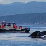 Victoria Ultimate Marine Whale & Wildlife Tour - Reviews and Real Experiences