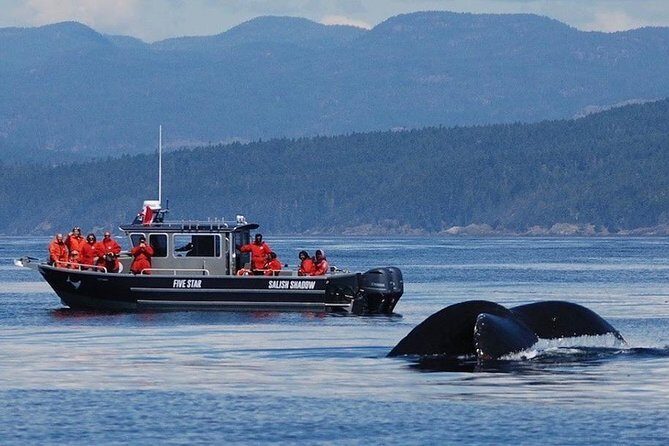 Victoria Ultimate Marine Whale & Wildlife Tour - Reviews and Real Experiences