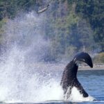 Victoria Whale Watching Cruise with Expert Naturalists - Why This Tour Is Well Worth It