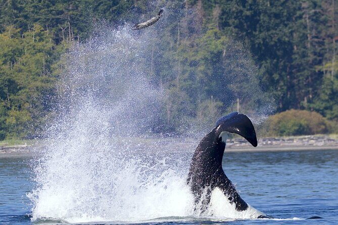 Victoria Whale Watching Cruise with Expert Naturalists - Why This Tour Is Well Worth It
