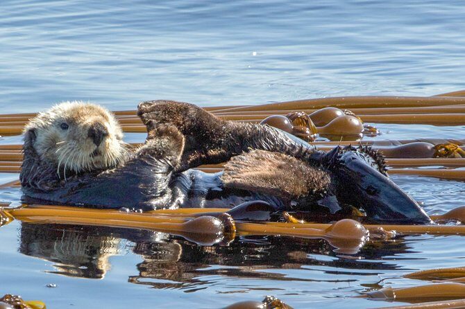 Victoria: Winter Whale Watching & Marine Wildlife Tour - The Verdict: Who Should Book This Tour?