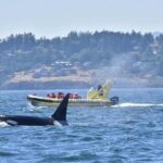 Victoria Zodiac Whale Watching Adventure - Price and Value: How Do You Measure It?