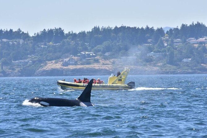Victoria Zodiac Whale Watching Adventure - Price and Value: How Do You Measure It?