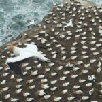 Vineyards Honey and Black Sand Beaches from Auckland - The Practical Side: What’s Included and What’s Not