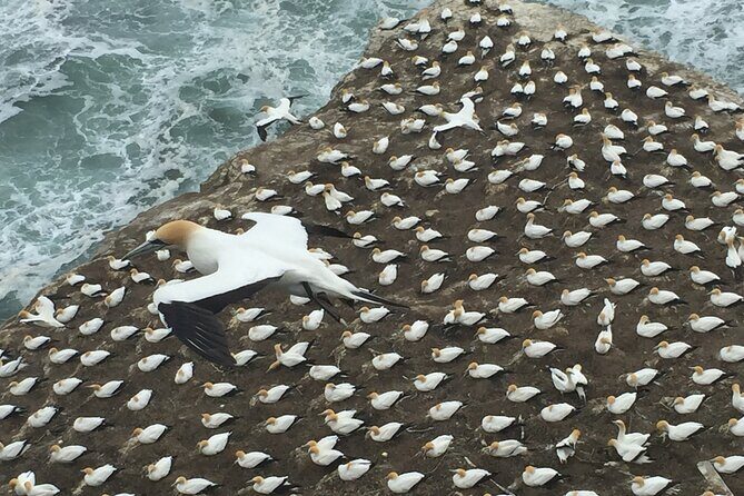 Vineyards Honey and Black Sand Beaches from Auckland - The Practical Side: What’s Included and What’s Not