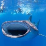 VIP Aloha Nui Snorkel Adventure w/ optional SCUBA from Lahaina - Key Points