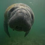 VIP Guided Swim with Manatee Tour Crystal River FL Free Photos - Analyzing the Value