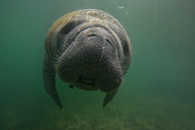 VIP Guided Swim with Manatee Tour Crystal River FL Free Photos - Analyzing the Value