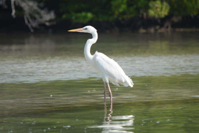 VIP Holbox Island Sunrise - 2 Points + Fruit + Coffee - What Are the Key Highlights of This Sunrise Tour?