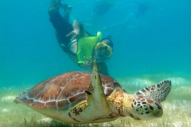 VIP Tulum & Turtles Private Tour - Breaking Down the Itinerary: What to Expect