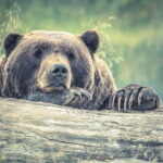 Visit Bear Rescue Center From Agra - Who Will Enjoy This Tour?