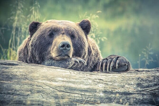 Visit Bear Rescue Center From Agra - Who Will Enjoy This Tour?