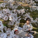 Visit Nokonoshima Island with Natural Attraction Pass - A Complete Look at the Nokonoshima Island Experience