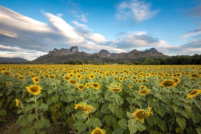 Visit of Lopburi, the monkey's city, from Bangkok with your English-speaking guide - What Makes This Tour Stand Out