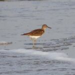 Visit to Vedanthangal Bird Sanctuary from Chennai - Who Will Love This Tour?