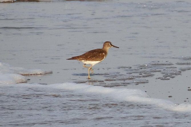 Visit to Vedanthangal Bird Sanctuary from Chennai - Who Will Love This Tour?