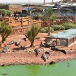 Visite the Crocodiles Park and Botanic garden - Who Should Consider This Tour?