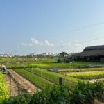 Visiting Hoi An from Danang by Car - Who Should Consider This Tour?
