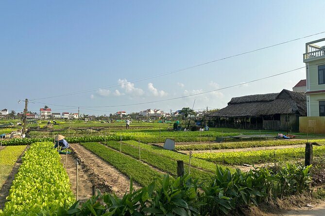 Visiting Hoi An from Danang by Car - Who Should Consider This Tour?