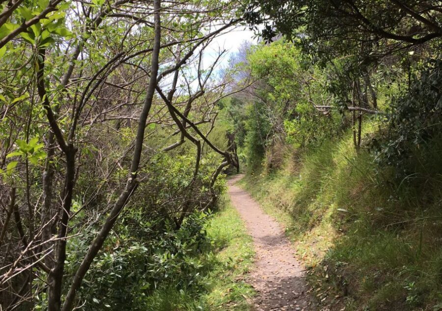 Waiheke Island: Private Art Tour with Lunch - Discovering Waiheke Island Through Art