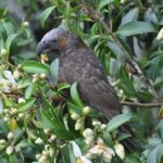 Waiheke Island Private Birding Tour - Final Thoughts on the Waiheke Island Private Birding Tour