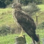 Waiheke Island: Private Birding Tour | Terra & Tide - What Past Participants Say