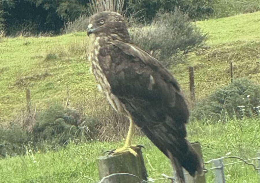 Waiheke Island: Private Birding Tour | Terra & Tide - What Past Participants Say