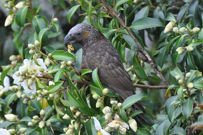 Waiheke Island Private Birding Tour - Final Thoughts on the Waiheke Island Private Birding Tour