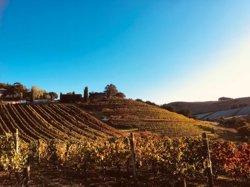Waiheke: Scenic Taste and Graze Tour with Wine, Whisky, Beer - Why This Tour Works for Travelers
