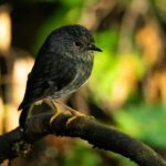 Waikato: Ancient Forest Guided Tour - Who Will Most Appreciate This Experience?