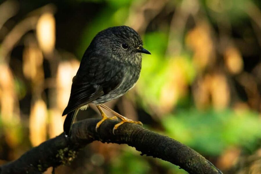 Waikato: Ancient Forest Guided Tour - Who Will Most Appreciate This Experience?