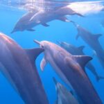 Waikiki: AM Paradise Honu Snorkeling - The Included and Optional Extras