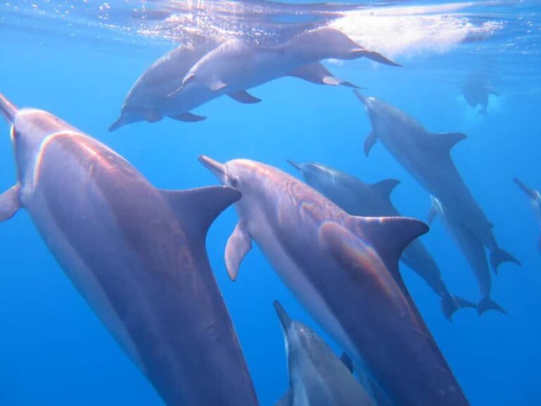 Waikiki: AM Paradise Honu Snorkeling - The Included and Optional Extras