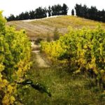 Waipara Valley Winery Tour Wine Tastings and Scenic Views - What You Can Expect from the Logistics