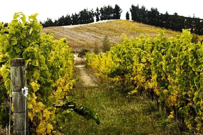Waipara Valley Winery Tour Wine Tastings and Scenic Views - What You Can Expect from the Logistics