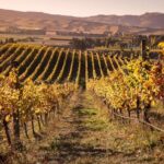 Waipara Wine Tour from Christchurch - including Lunch & Tastings - The Tour Experience: Logistics, Value, and Atmosphere