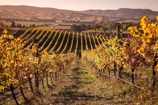 Waipara Wine Tour from Christchurch - including Lunch & Tastings - The Tour Experience: Logistics, Value, and Atmosphere