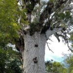 WAIPOUA FOREST Tane Mahuta & KAURI MUSEUM Day Tour from Auckland - Practicalities and What to Expect