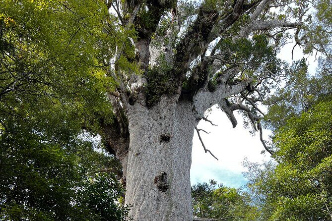 WAIPOUA FOREST Tane Mahuta & KAURI MUSEUM Day Tour from Auckland - Practicalities and What to Expect