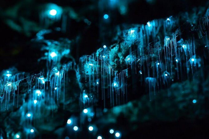 Waitomo Caves Private Tour from Auckland - Who Will Love This Tour?