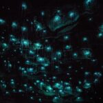 Waitomo Glow Worm Caves & Te Puia - Rotorua's Geothermal Valley - Additional Practical Tips