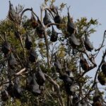Walking with Sydney Flying Foxes (Fruit Bats) - The Sum Up