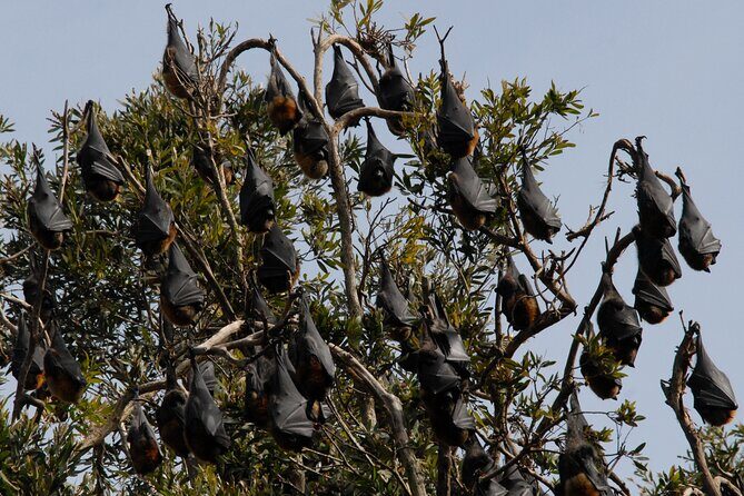 Walking with Sydney Flying Foxes (Fruit Bats) - The Sum Up