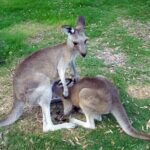Walking with Wild Kangaroos Private Half-Day Trip from Sydney - The Kangaroo Viewing Experience